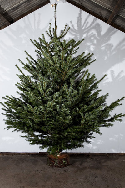 8ft Nordman Fir Real Christmas Tree – Christmas Trees 4 You