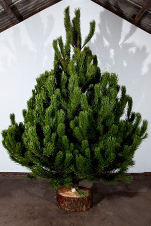 8ft Scotch Pine Real Christmas Tree - Organically grown – Christmas ...